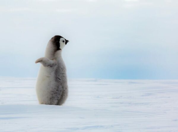 Baby Penguin: 13 Facts and Pictures