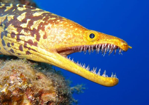 Top 13 of the Ugliest Fish in The World