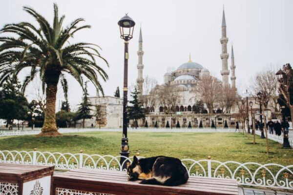 What Does The Quran Say About Dogs?