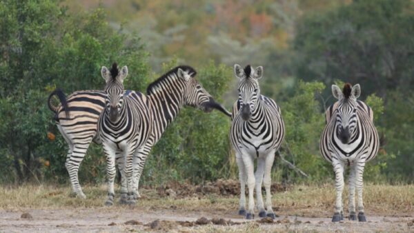 Zebra Poop – Everything You’ve Ever Wanted To Know