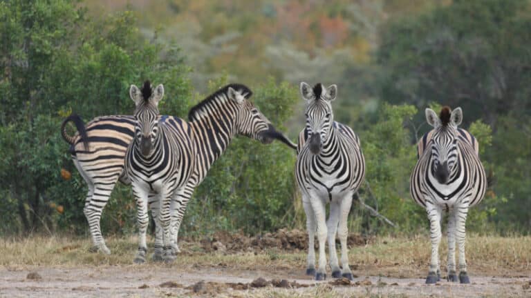 Zebra Poop – Everything You’ve Ever Wanted To Know