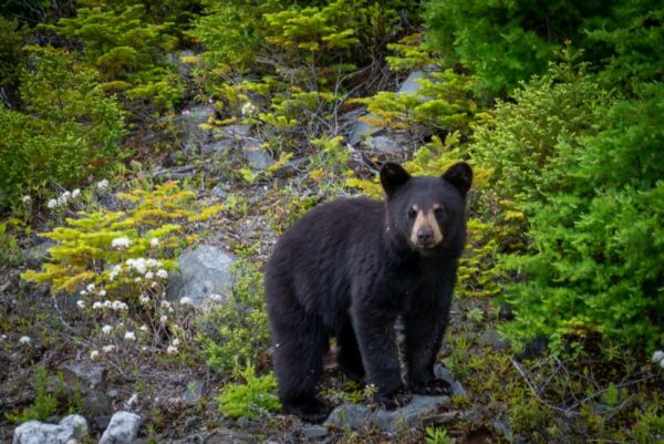 Wildlife In California