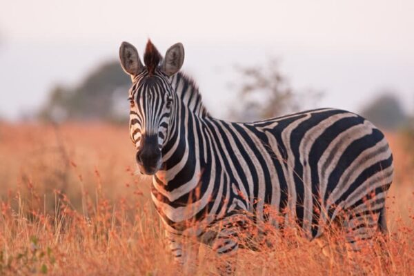 How Many Stripes Does A Zebra Have On Its Body?