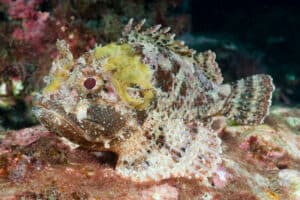 Top 13 of the Ugliest Fish in The World