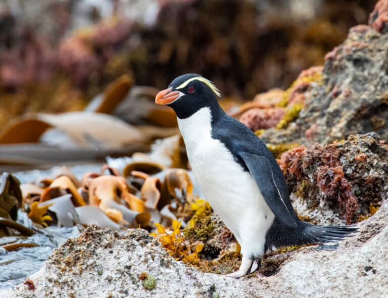 18 Different Types of Penguins