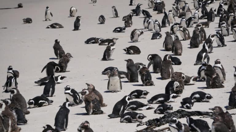 Baby Penguin: 13 Facts and Pictures