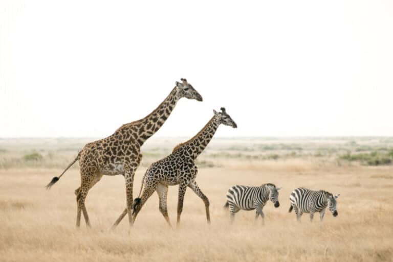 Giraffe Vs. Zebra - Who Would Win in a Fight