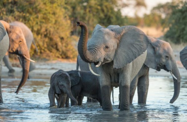 Elephant Vs. Hippo – Which Animal Is Stronger