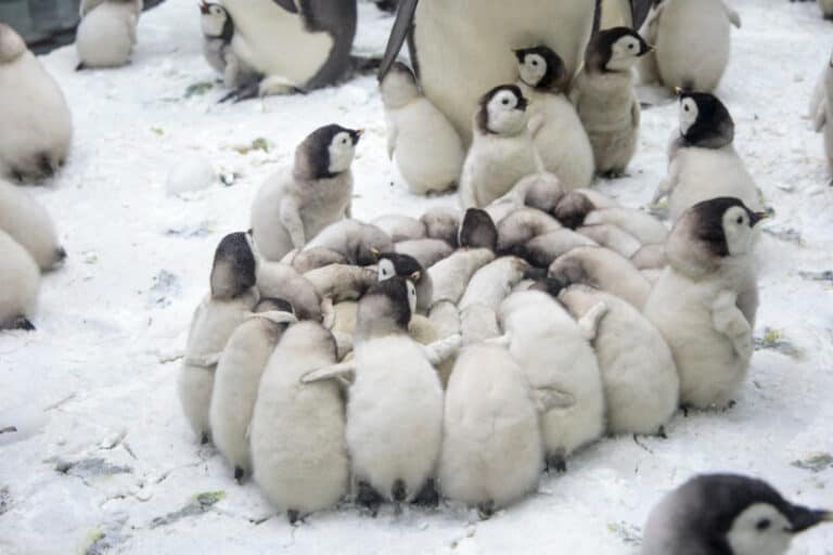 Baby Penguin: 13 Facts and Pictures