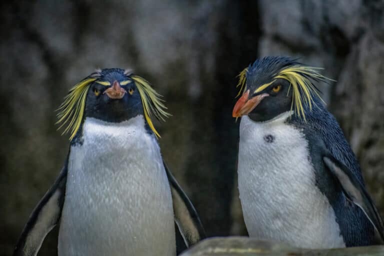 18 Different Types of Penguins