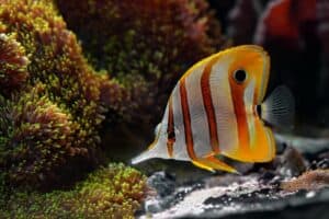 Top 10 Cutest Fish