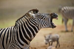 Zebra Teeth – Everything You Need to Know