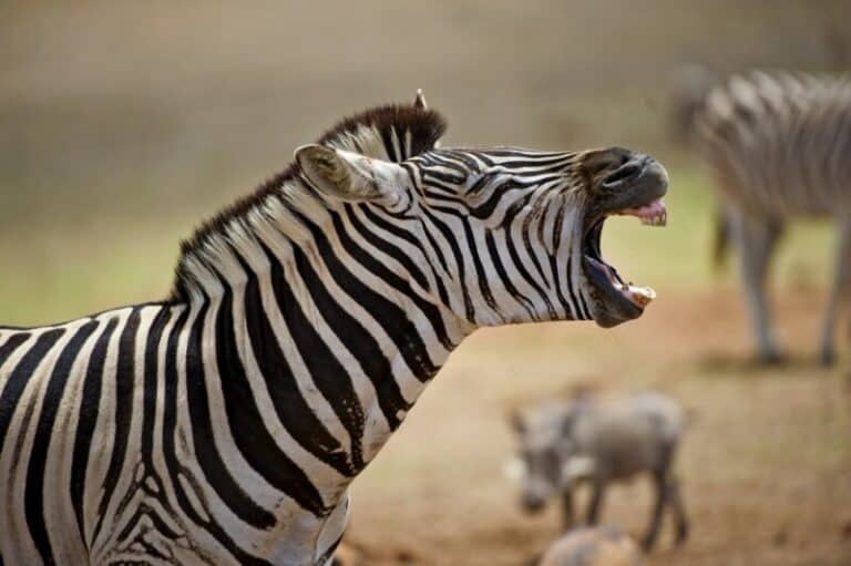 Zebra Teeth – Everything You Need to Know