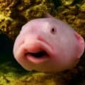 Top 13 of the Ugliest Fish in The World