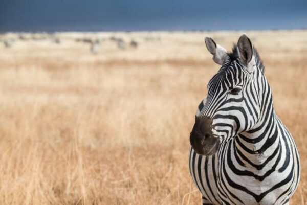 Zebra Spirit Animal, Symbolism and Meaning