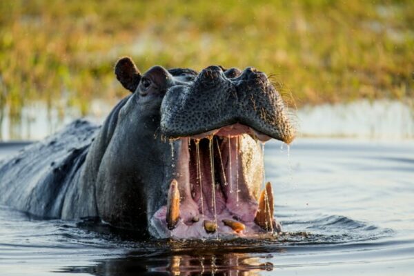 Elephant Vs. Hippo – Which Animal Is Stronger