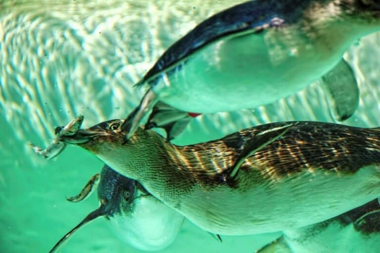 What do Penguins Eat - FluffyPlanet