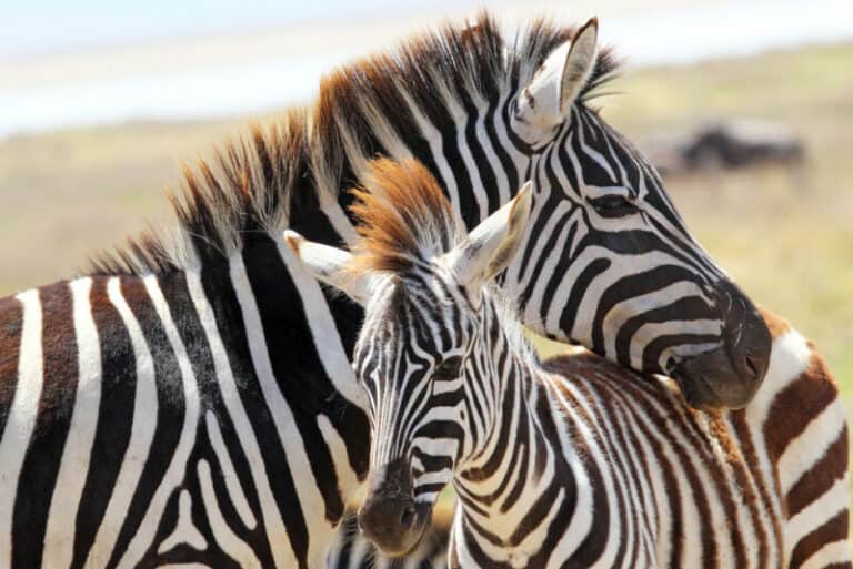 Zebra Spirit Animal, Symbolism and Meaning
