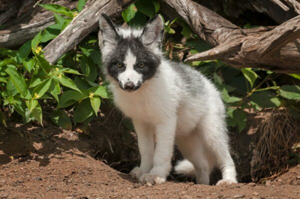 Canadian Marble Fox - Everything You Could Want to Know