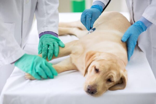 Can Dogs Get HIV? Why or why not?