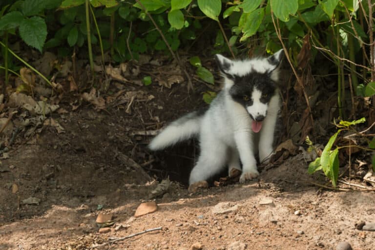 Canadian Marble Fox - Everything You Could Want to Know