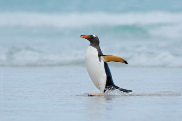 Baby Penguin: 13 Facts and Pictures