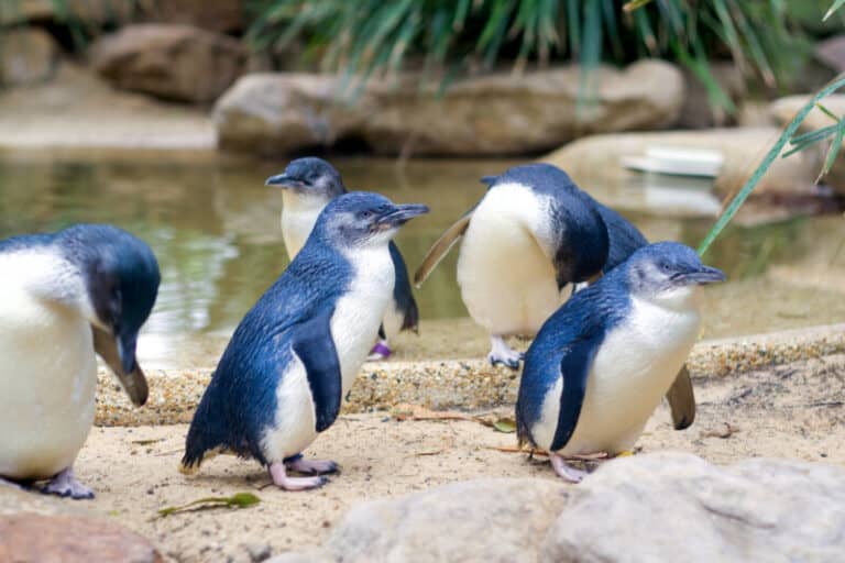 18 Different Types of Penguins
