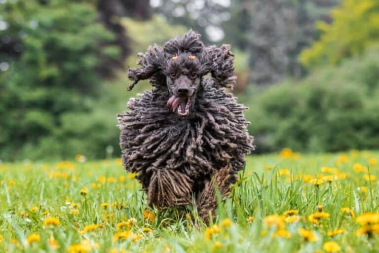 13 Dogs That Look Like Mops