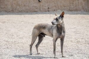 15 Dogs That Look Like Wild Animals