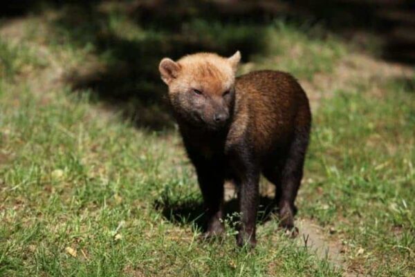 15 Dogs That Look Like Wild Animals