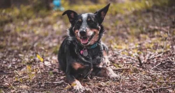 Blue Heeler – Everything You Could Want to Know!