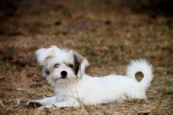 Terrier Mix - Everything You Could Want To Know!