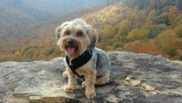 Terrier Mix - Everything You Could Want To Know!