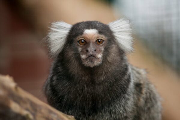 14 Finger Monkey (Marmoset) Facts