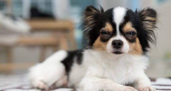 7 Reasons Why Your Dog Suddenly Has a Lazy Eye + What to Do?