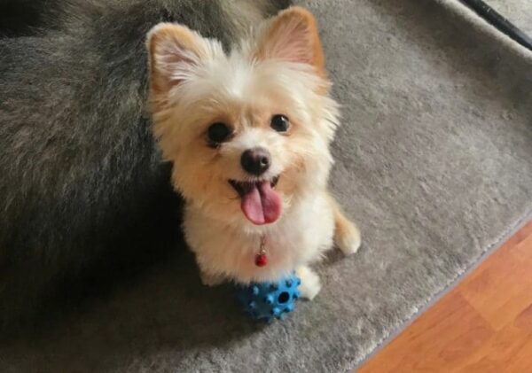 Terrier Mix - Everything You Could Want To Know!