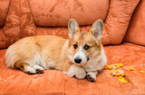 Dog Scratches Couch - What To Do?