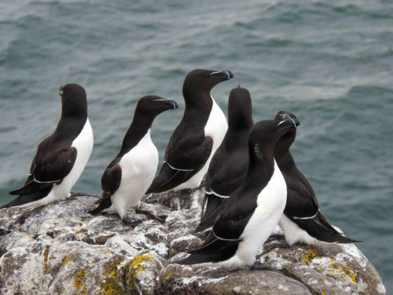8 Birds That Look Like Penguins