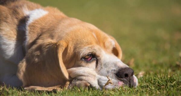 7 Reasons Why Your Dog Suddenly Has a Lazy Eye + What to Do?
