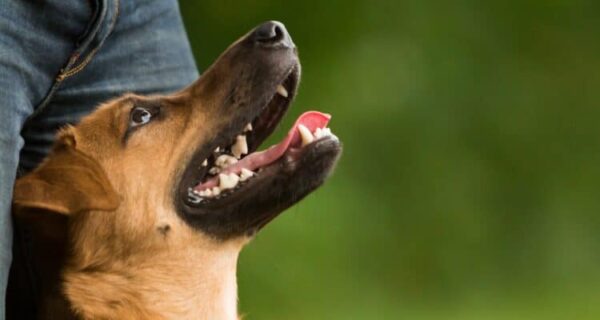 14 Reasons Why Your Dog Keeps Sniffing The Air & Looking Up