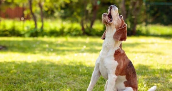 14 Reasons Why Your Dog Suddenly Screams + What to do?
