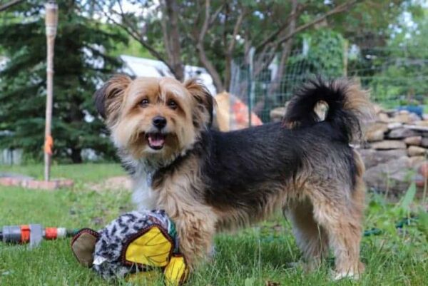 Terrier Mix - Everything You Could Want To Know!