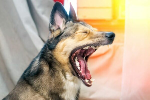 14 Reasons Why Your Dog Suddenly Screams + What to do?
