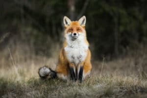 Fox vs. Coyote - 7 Key Differences Explained in Depth