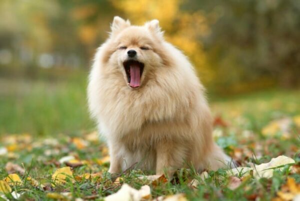 14 Reasons Why Your Dog Suddenly Screams + What to do?