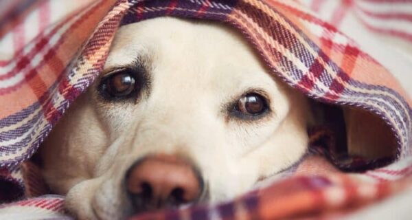 7 Reasons Why Your Dog Suddenly Has a Lazy Eye + What to Do?