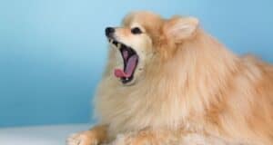 14 Reasons Why Your Dog Suddenly Screams + What to do?