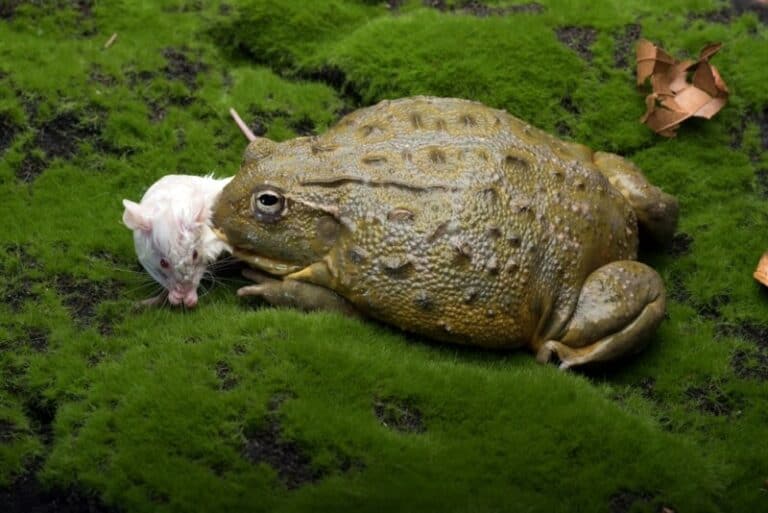 What Do Toads Eat?