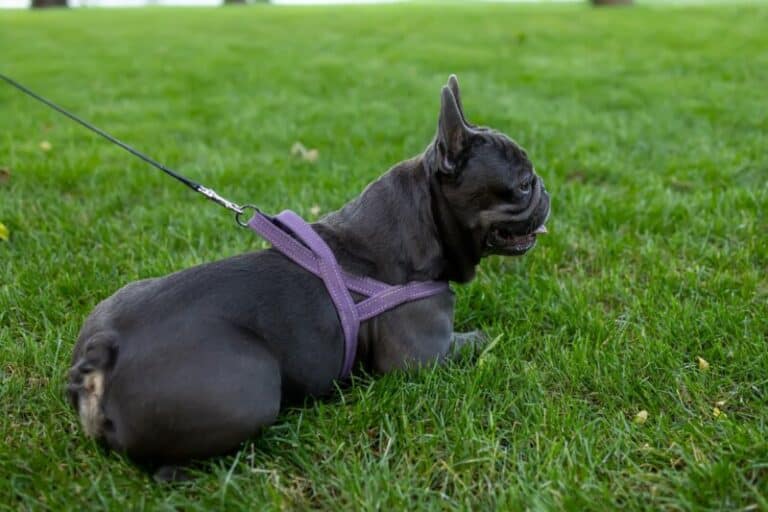 Dogs Lay Down on Walks - Why? What To Do?