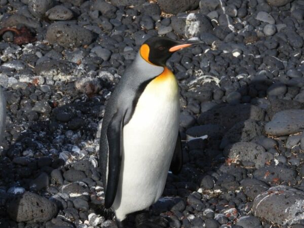 Penguin Poop: Everything You've Ever Wanted To Know